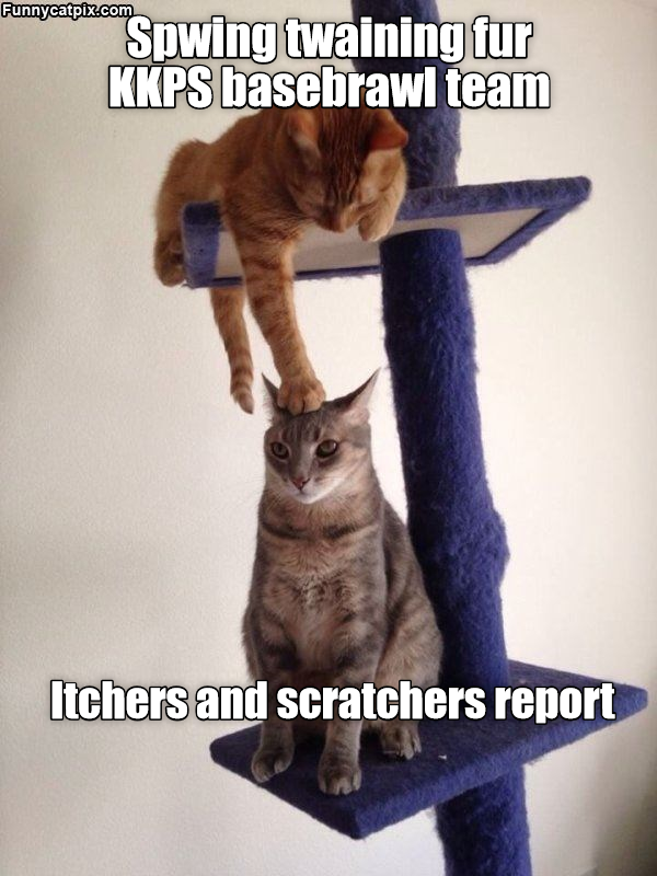 First sign of Spring - Lolcats - lol | cat memes | funny cats | funny ...