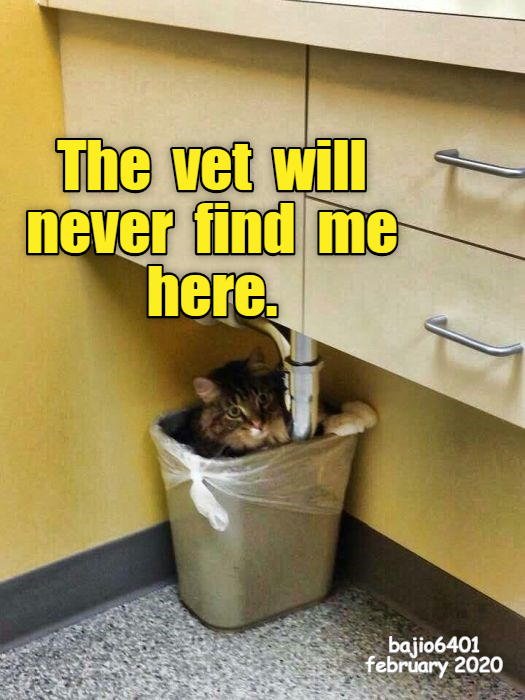 I HOPE - Lolcats - lol | cat memes | funny cats | funny cat pictures ...