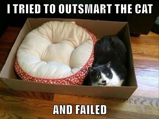 FAILED - Lolcats - lol | cat memes | funny cats | funny cat pictures ...