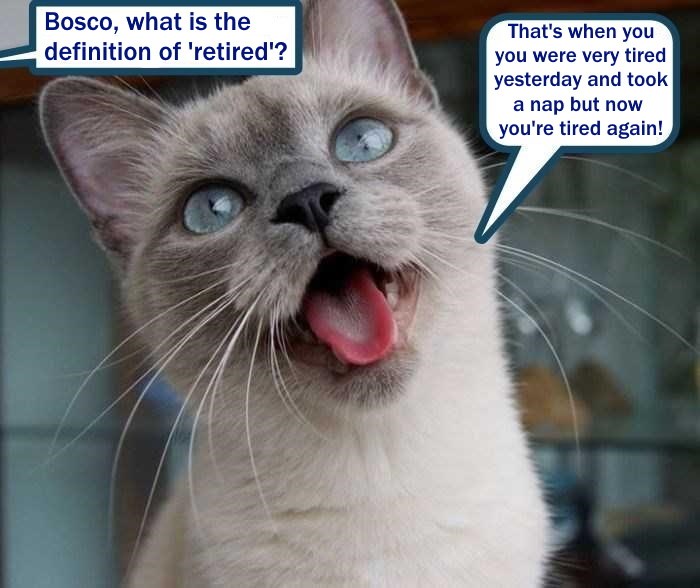 Retired - Lolcats - lol | cat memes | funny cats | funny cat pictures ...