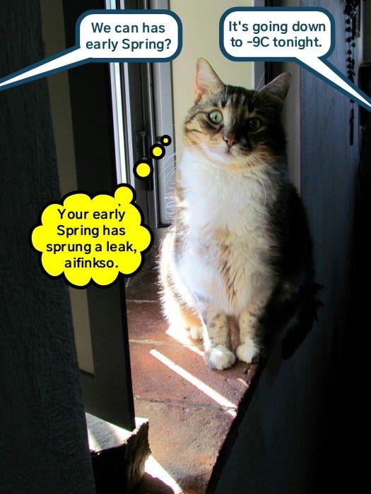 Not so fast - Lolcats - lol | cat memes | funny cats | funny cat ...