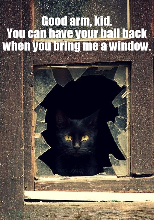 Big Meanie Is Mean - Lolcats - lol | cat memes | funny cats | funny cat ...