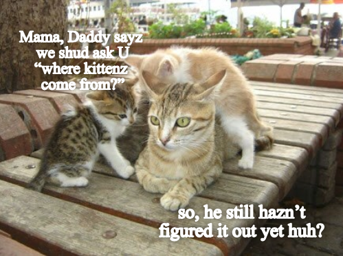 Go Ask Your Mother - Lolcats - lol | cat memes | funny cats | funny cat ...