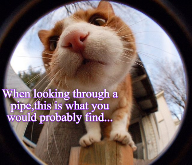 Normal cat curiosity. - Lolcats - lol | cat memes | funny cats | funny ...