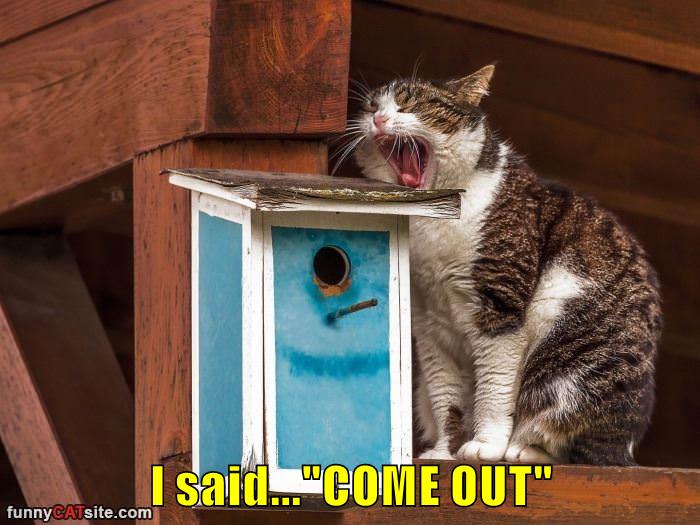 I said..."COME OUT" - Lolcats - lol | cat memes | funny cats | funny ...