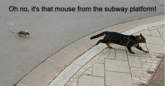 Run! - Lolcats - lol | cat memes | funny cats | funny cat pictures with ...