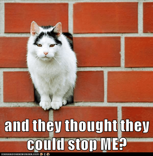 And they thought they could stop ME? - Lolcats - lol | cat memes ...