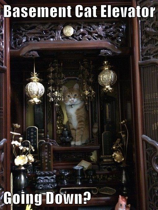 Basement Cat Elevator - Lolcats - lol | cat memes | funny cats | funny ...