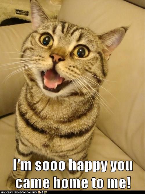 I'm sooo happy you came home to me! - Lolcats - lol | cat memes | funny ...