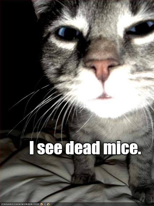 I see dead mice - Lolcats - lol | cat memes | funny cats | funny cat ...