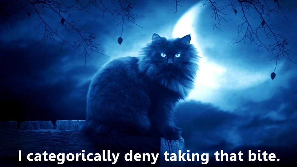 I categorically deny - Lolcats - lol | cat memes | funny cats | funny ...