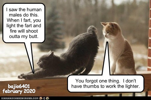 THIS ISN'T GOING TO WORK - Lolcats - lol | cat memes | funny cats ...