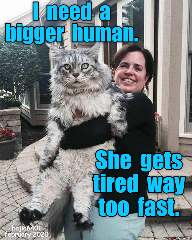 SHE HAS NOODLE ARMS - Lolcats - lol | cat memes | funny cats | funny ...