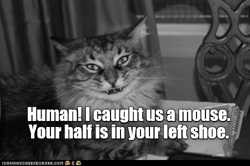Sharing is caring - Lolcats - lol | cat memes | funny cats | funny cat ...