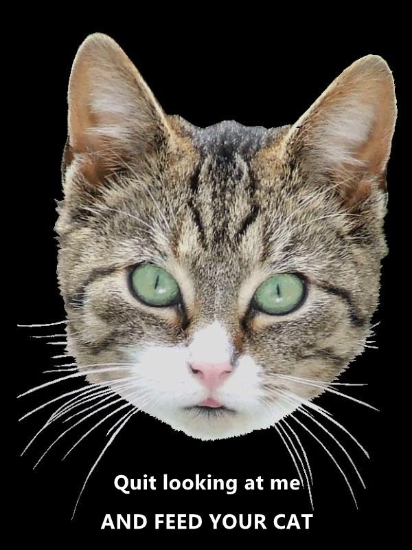 Quit looking at me - Lolcats - lol | cat memes | funny cats | funny cat ...