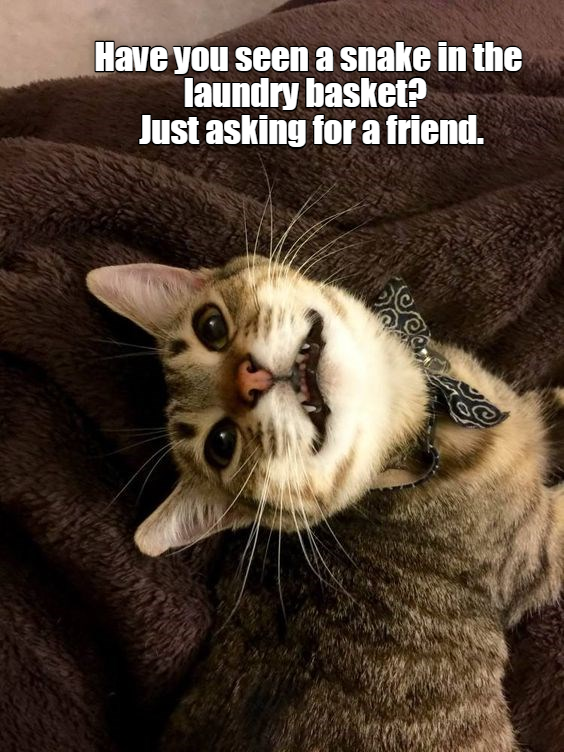 Asking for a friend - Lolcats - lol | cat memes | funny cats | funny ...