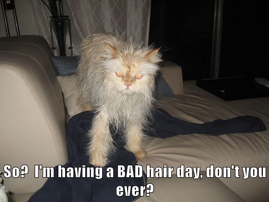 a BAD hair day - Lolcats - lol | cat memes | funny cats | funny cat ...