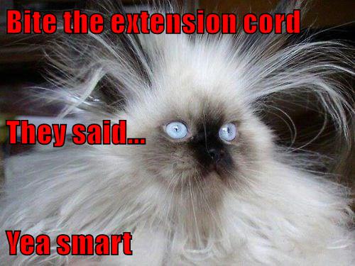 Bite the extension cord They said... - Lolcats - lol | cat memes ...