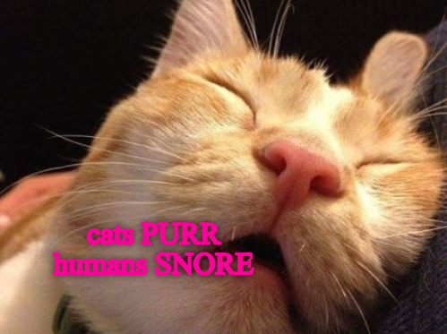I’M NOT SNORING - Lolcats - lol | cat memes | funny cats | funny cat ...