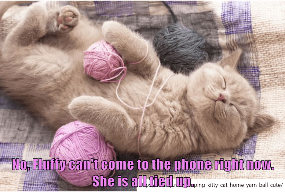 All tied up. - Lolcats - lol | cat memes | funny cats | funny cat ...