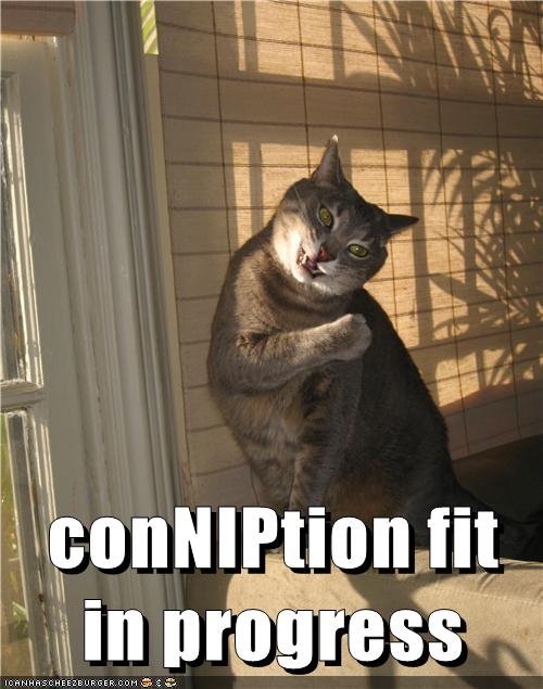 conNIPtion fit in progress - Lolcats - lol | cat memes | funny cats ...
