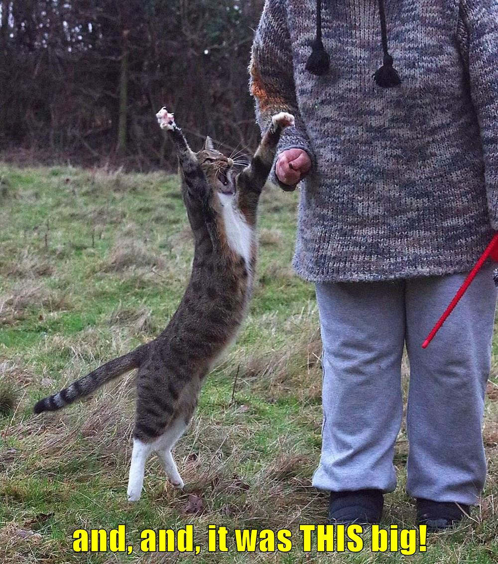 And, and, it was THIS big! - Lolcats - lol | cat memes | funny cats ...