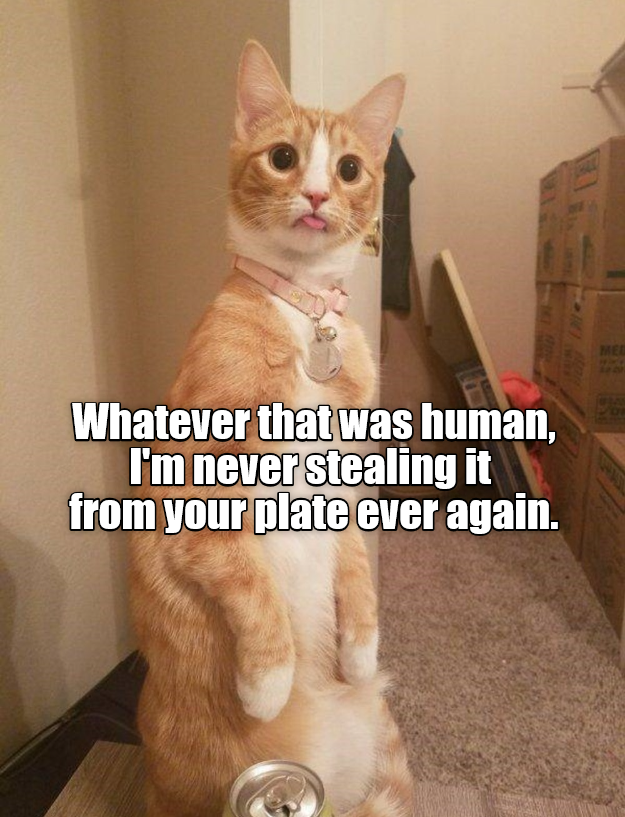 Ever again. - Lolcats - lol | cat memes | funny cats | funny cat ...