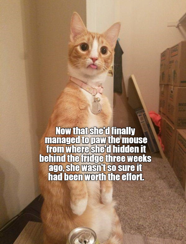 Not supposed to be green - Lolcats - lol | cat memes | funny cats ...