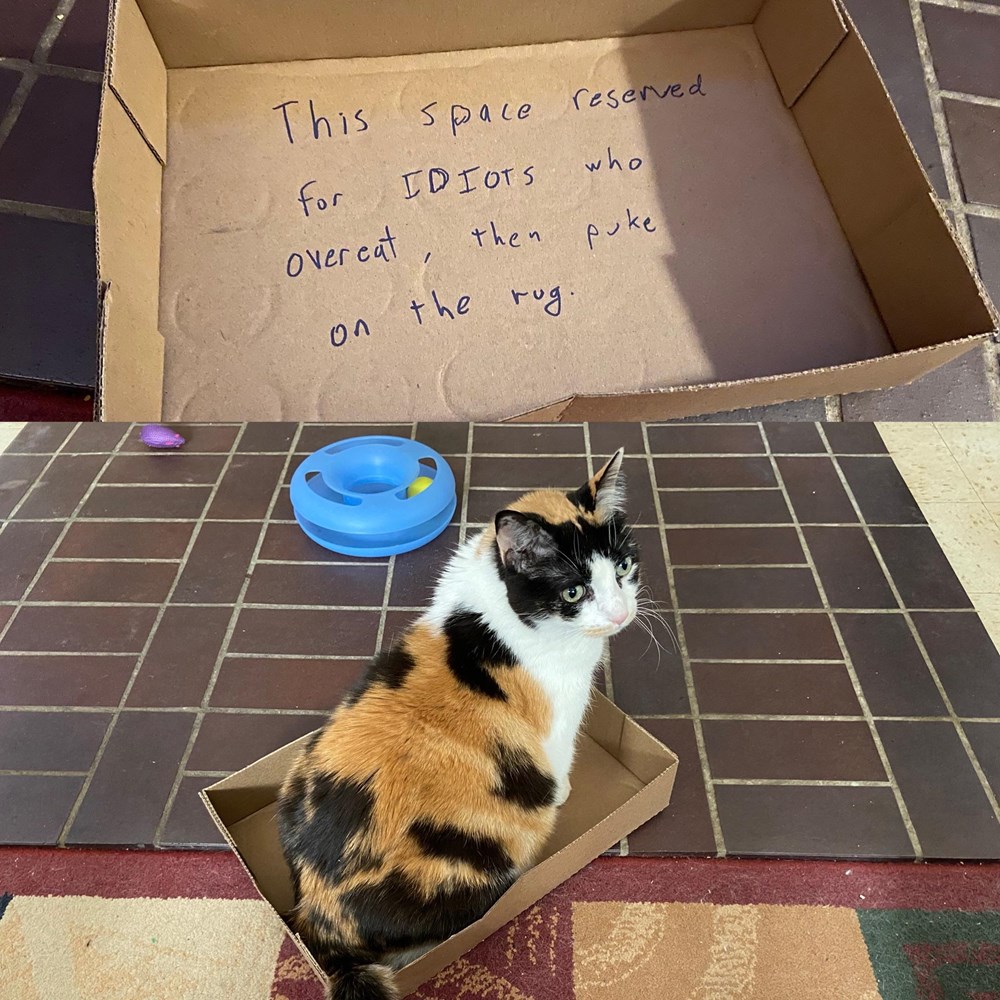 Space Reserved - I Can Has Cheezburger?