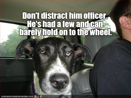 Helpful dog is helpful - I Has A Hotdog - Dog Pictures - Funny pictures ...