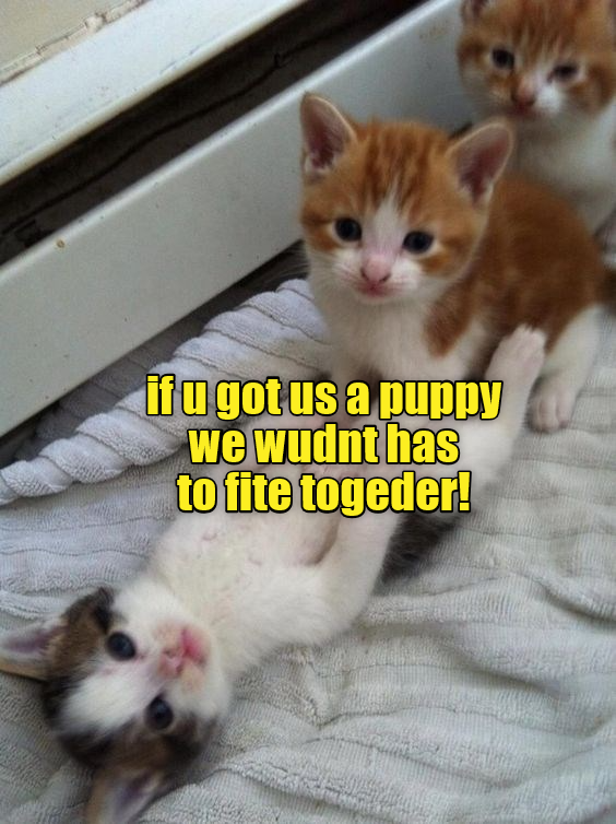 duh! - Lolcats - lol | cat memes | funny cats | funny cat pictures with ...