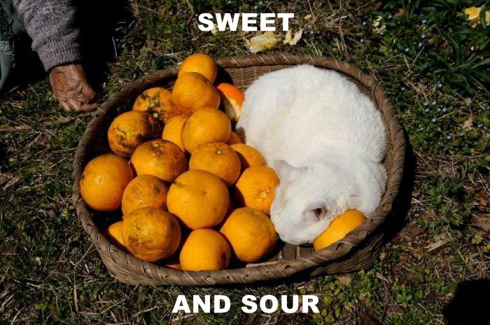 SWEET AND SOUR - Lolcats - lol | cat memes | funny cats | funny cat ...