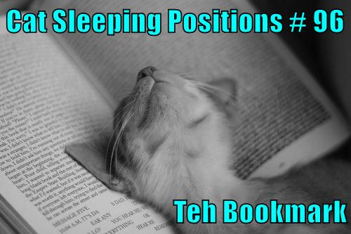 Cat Sleeping Positions # 96 - Lolcats - lol | cat memes | funny cats ...