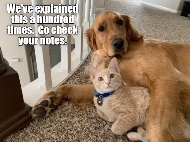Check your notes - Lolcats - lol | cat memes | funny cats | funny cat ...