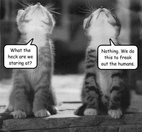 Just staring at nothing - I Can Has Cheezburger?