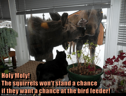 Holy Moly! - Lolcats - lol | cat memes | funny cats | funny cat ...