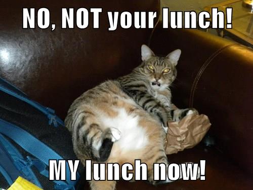 NO, NOT your lunch! MY lunch now! - Lolcats - lol | cat memes | funny ...