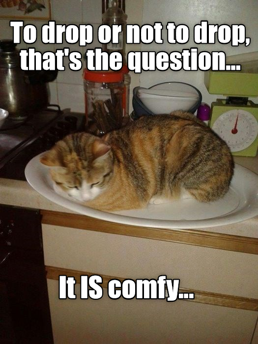 A great past time, dropping things off the counter - Lolcats - lol ...
