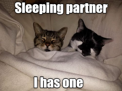 Snuggle Buddies - Lolcats - lol | cat memes | funny cats | funny cat ...