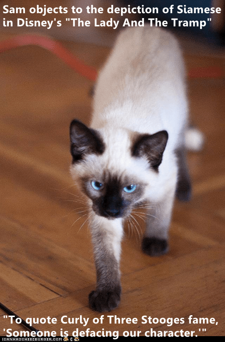 "The Lady And The Tramp" - Lolcats - lol | cat memes | funny cats ...