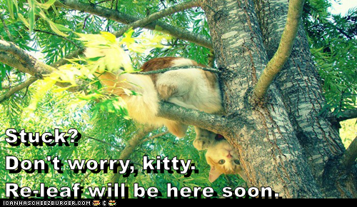 Stuck? - Lolcats - lol | cat memes | funny cats | funny cat pictures ...