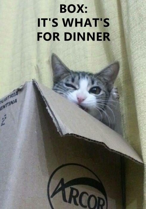 BOX - Lolcats - lol | cat memes | funny cats | funny cat pictures with ...