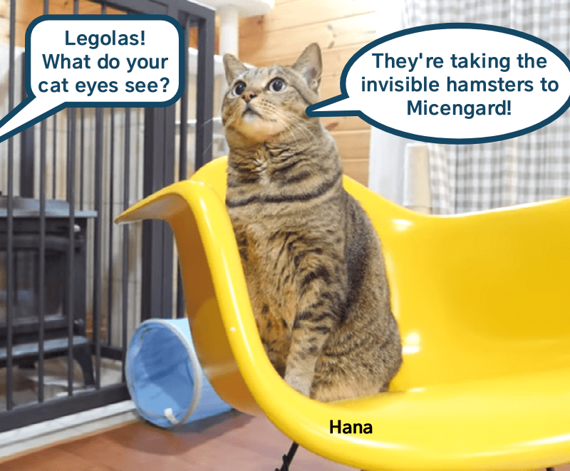 The Furllowship of the Rings - Lolcats - lol | cat memes | funny cats ...