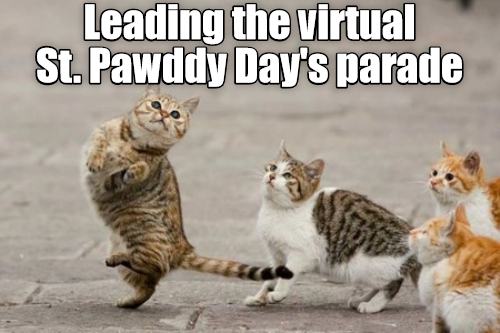 St. Pawddy Day's parade - Lolcats - lol | cat memes | funny cats ...