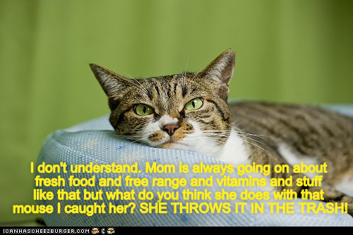 IN THE TRASH! - Lolcats - lol | cat memes | funny cats | funny cat ...