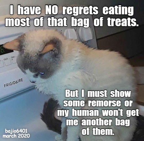 EXCELLENT MANIPULATION OF HER HUMAN - Lolcats - lol | cat memes | funny ...