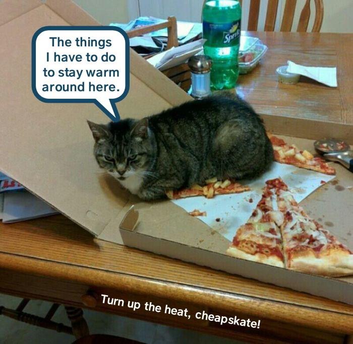 Turn up the heat, cheapskate! - Lolcats - lol | cat memes | funny cats ...