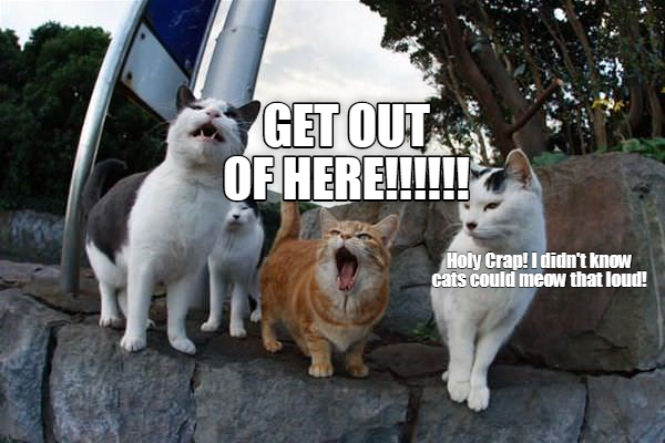 Loud and clear - Lolcats - lol | cat memes | funny cats | funny cat ...