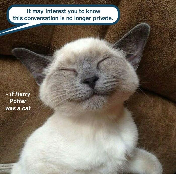 Detected by Professor Meowdy - Lolcats - lol | cat memes | funny cats ...