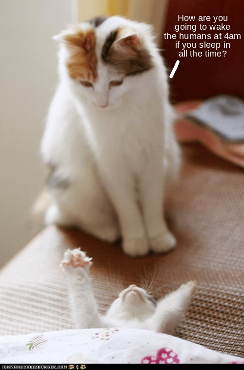 You're letting the team down - Lolcats - lol | cat memes | funny cats ...